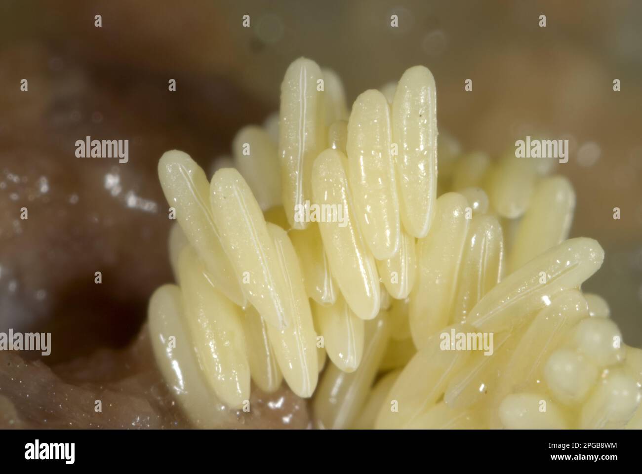 Fly eggs laid on rotting meat Stock Photo - Alamy