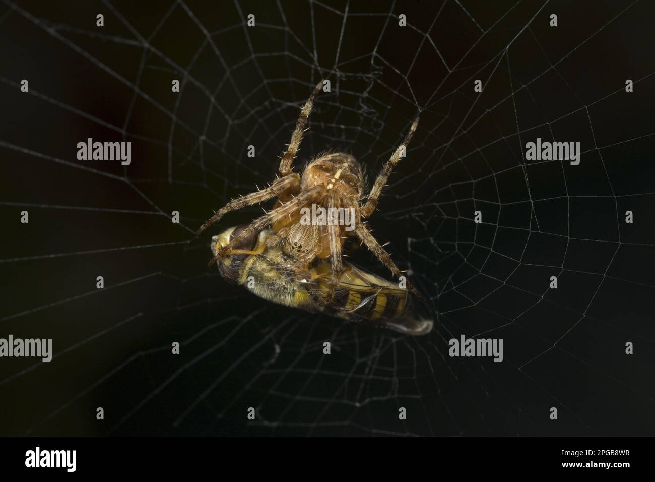 Common british spiders hi-res stock photography and images - Alamy