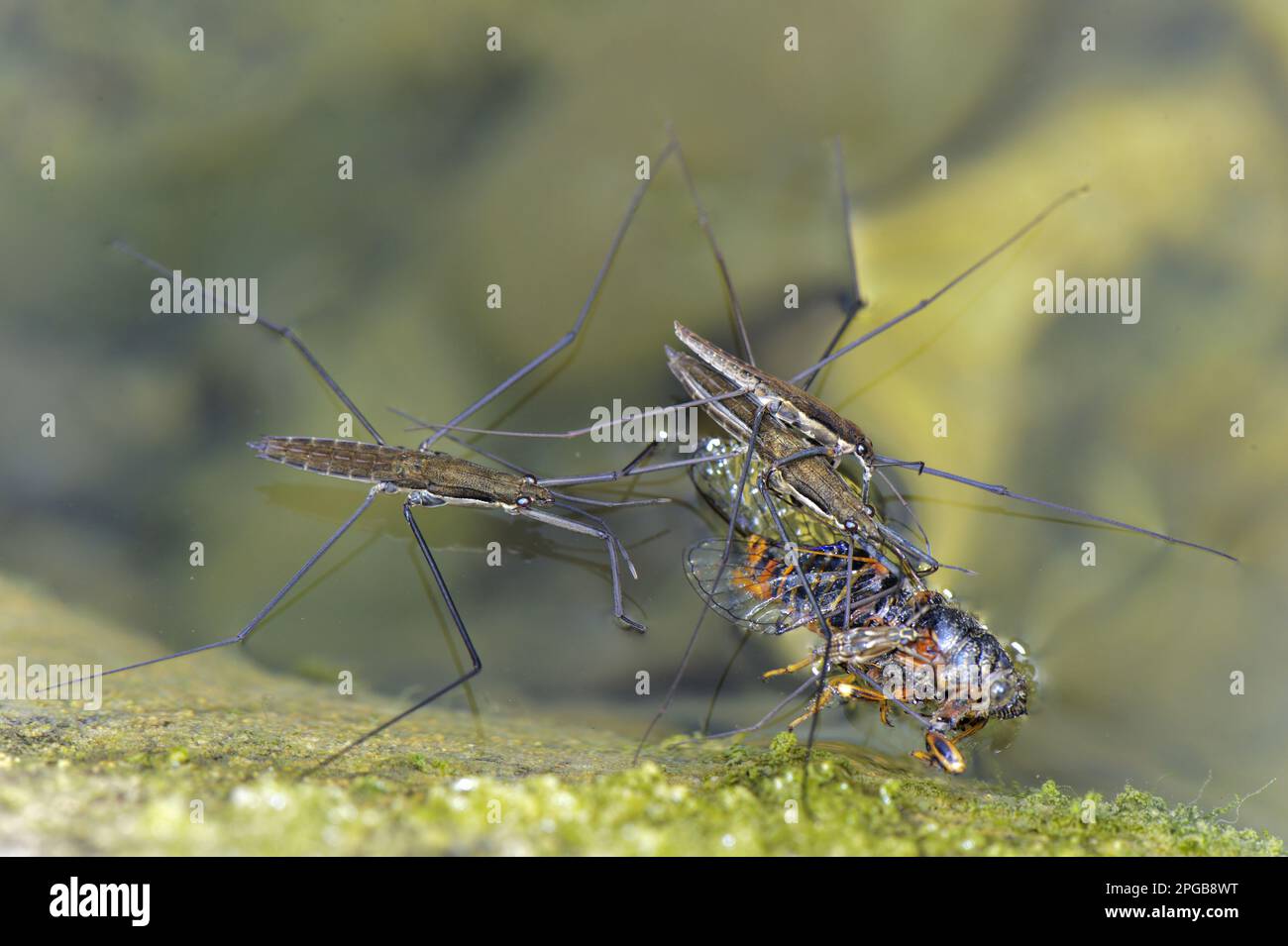 Common pond skater (Gerris lacustris) three adults feeding on dead ...