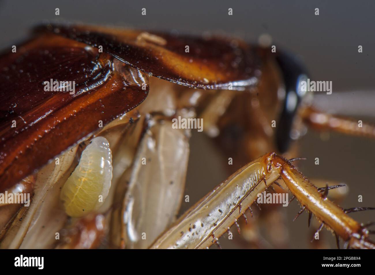 Larva of the emerald cockroach wasp (Ampulex compressa) attached to the ...