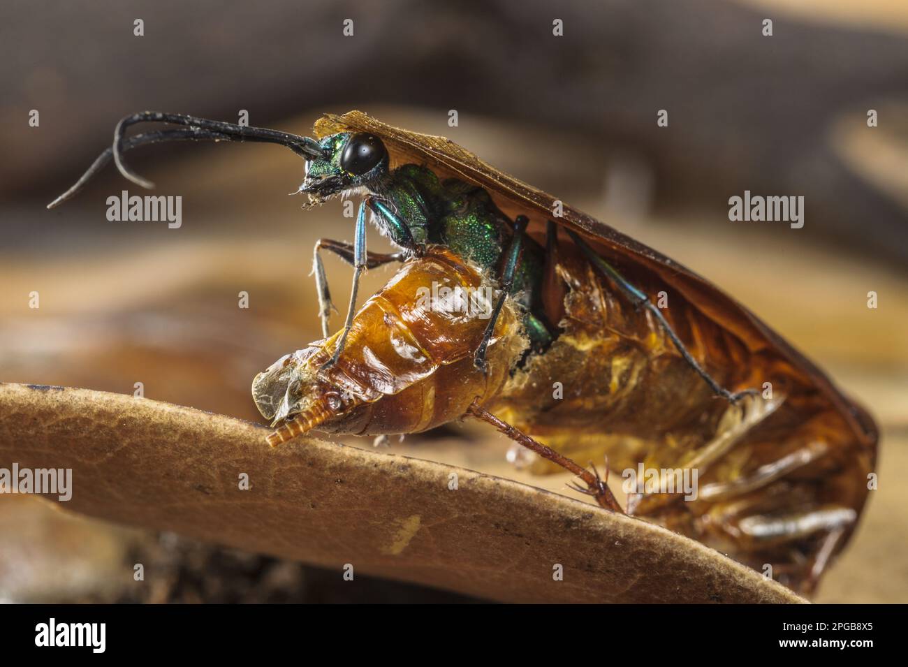 Female american cockroach hi-res stock photography and images - Alamy
