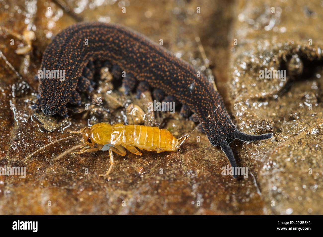 Adult New Zealand velvet worm (Peripatoides novaezealandiae) in which ...