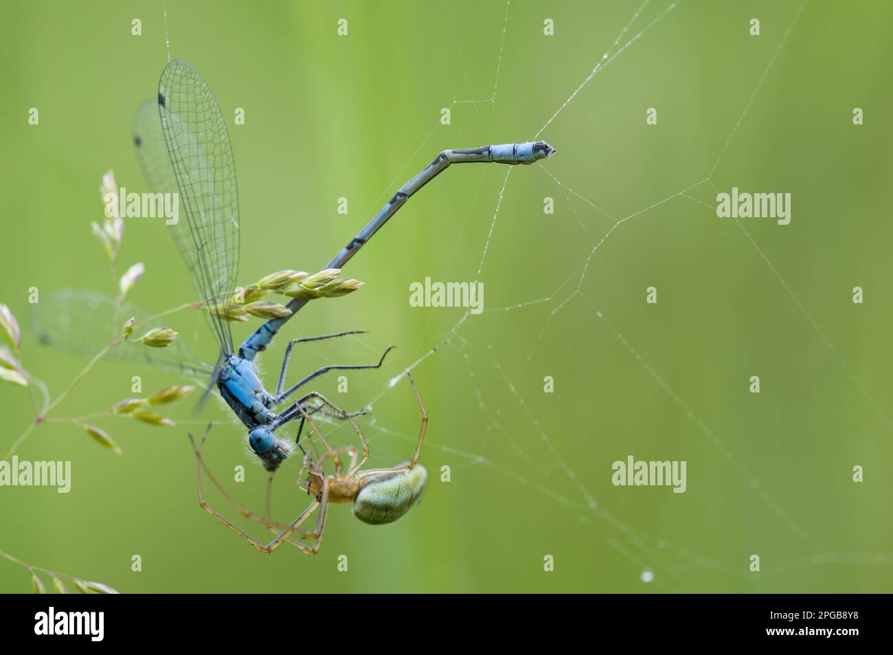 Common common stretch-spider (Tetragnatha extensa) adult, with adult ...
