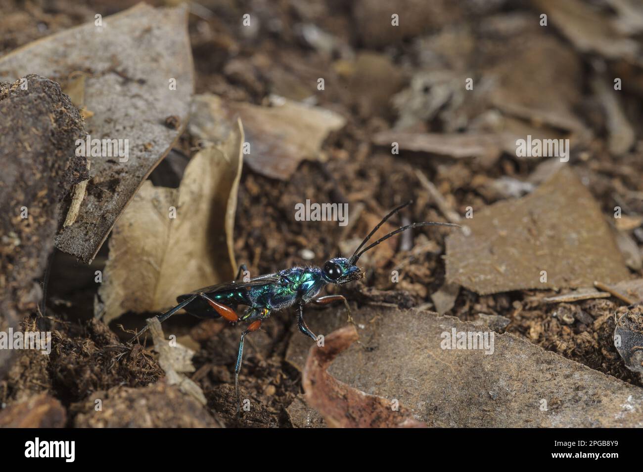 Emerald cockroach wasp (Ampulex compressa), adult female, next to ...
