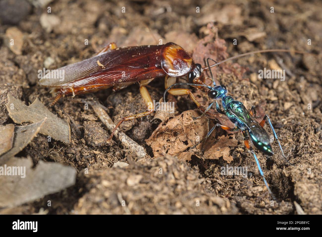 Emerald cockroach wasp (Ampulex compressa), adult female, leading ...