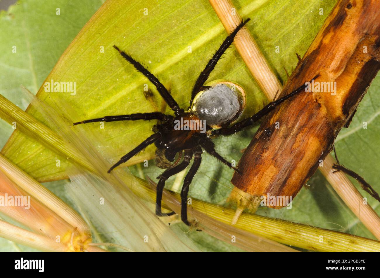 Diving bell spider (Argyroneta aquatica) adult, with abdominal air ...