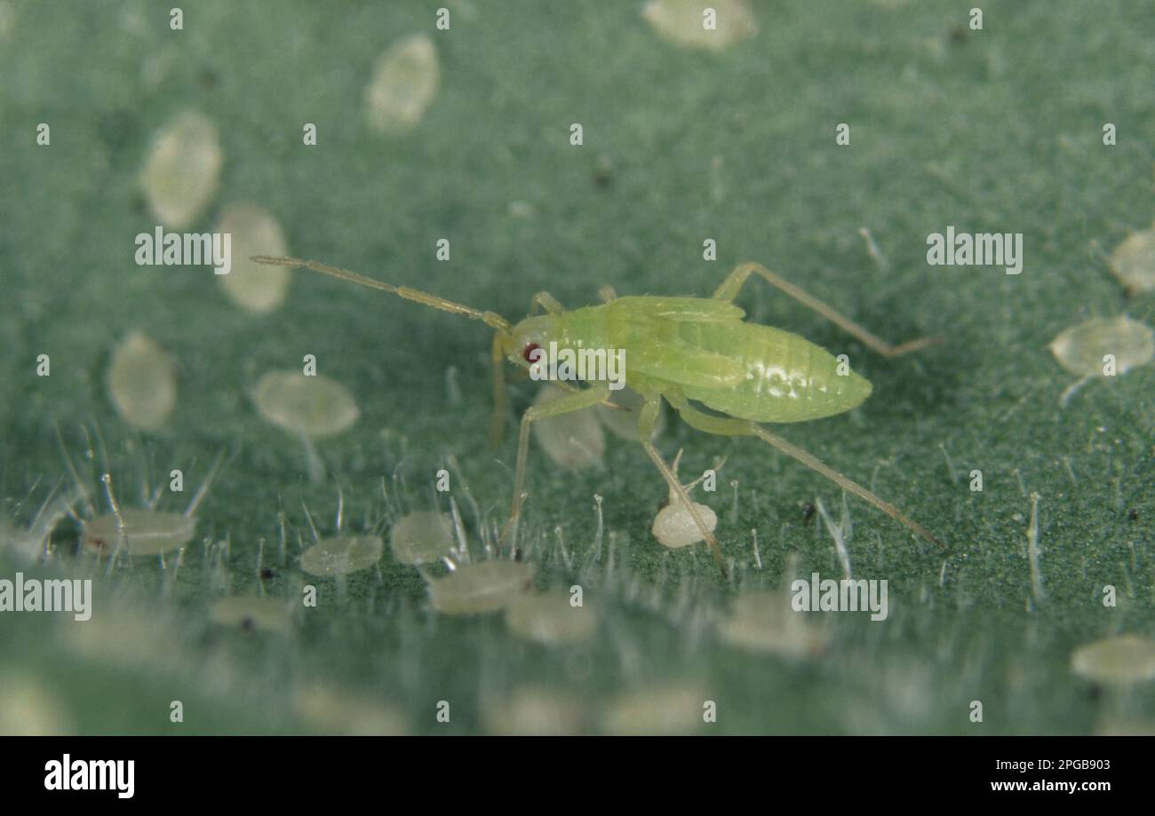Predatory mirid bug (Macrolophus caliginosus) nymph, commercially sold ...