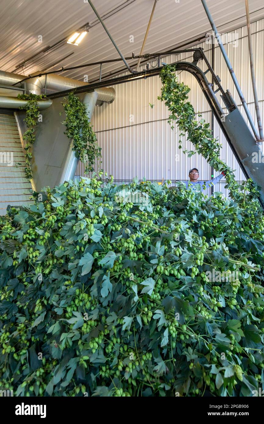 Hop harvesters hi-res stock photography and images - Alamy