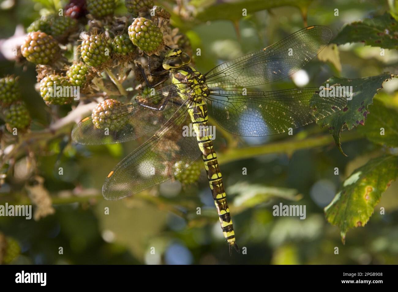 Female southern hawker (Aeshna cyanea) dragonfly Stock Photo - Alamy