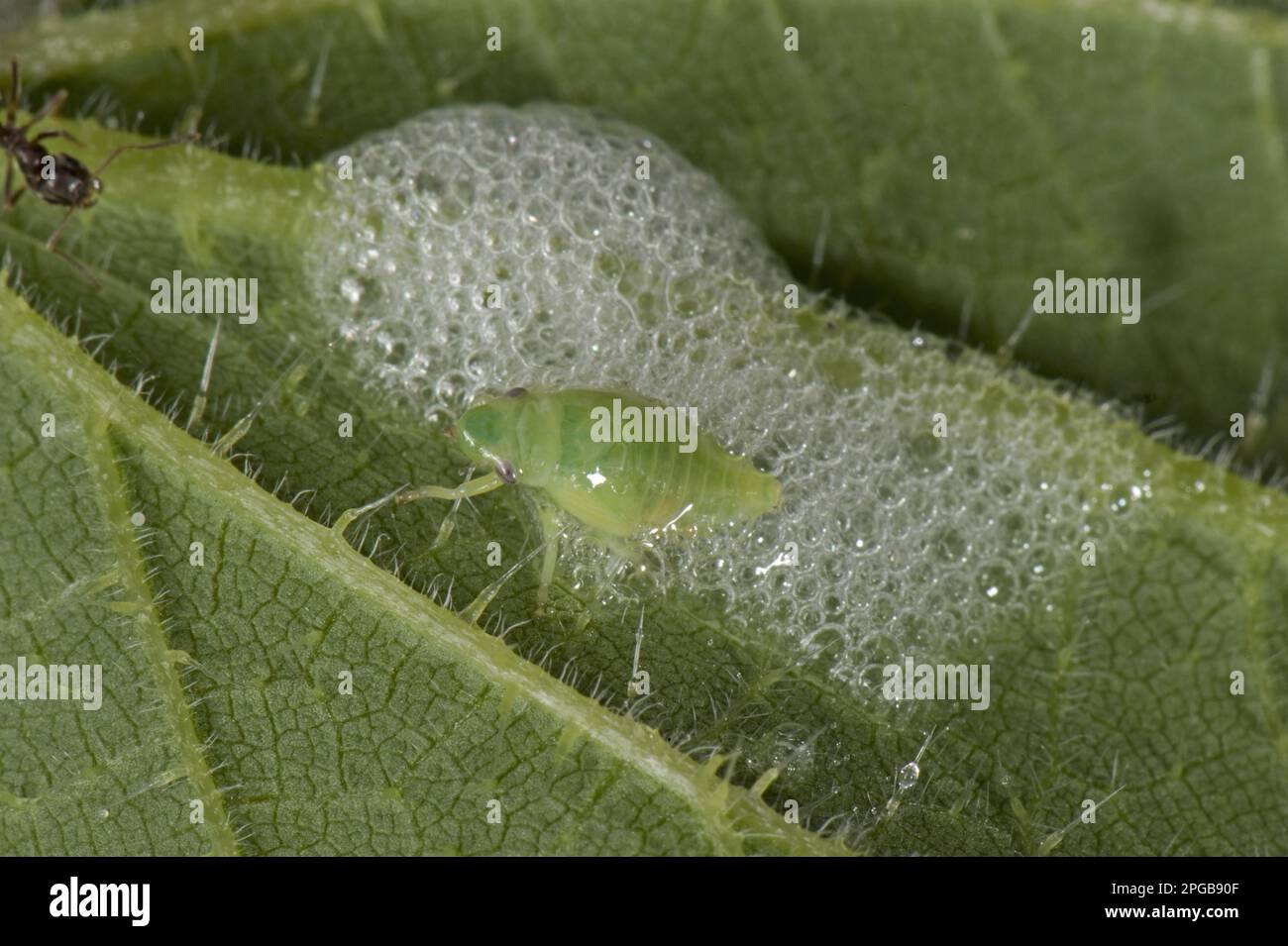 Stinging nettle foam hi-res stock photography and images - Alamy
