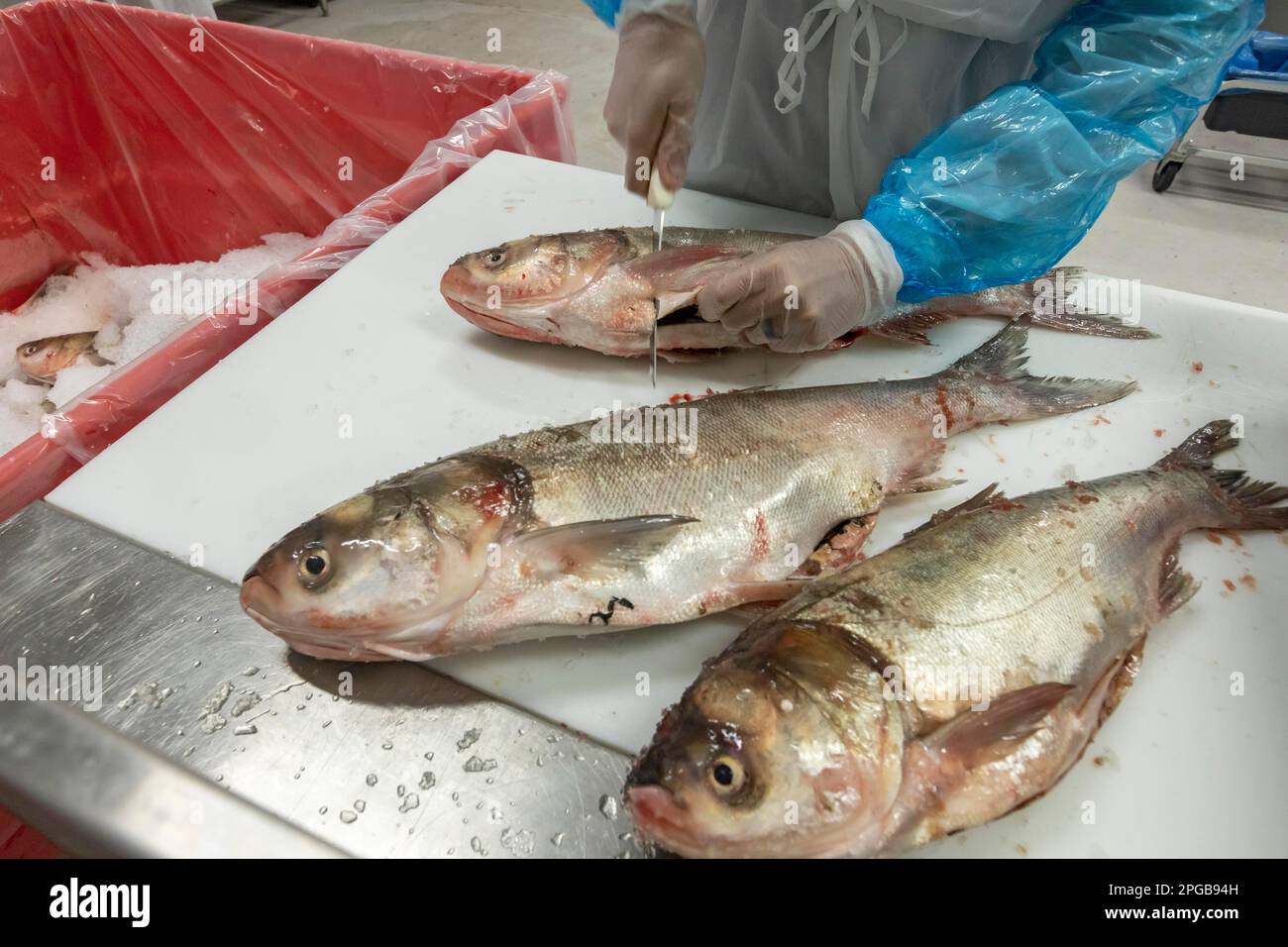 East Peoria, Illinois, Workers at Sorce Freshwater process and package ...
