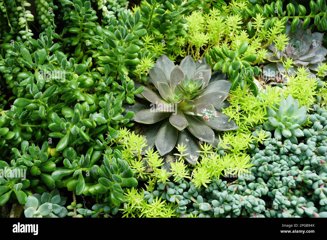 A mixed of many colorful cacti and succulents in different shapes and ...