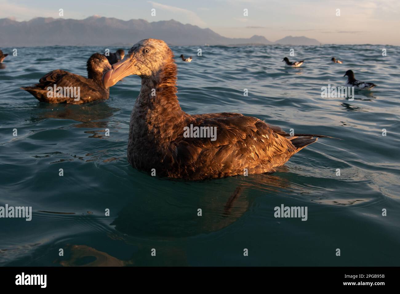 Northern giant petrel (Macronectes halli), floating in the Pacific ...
