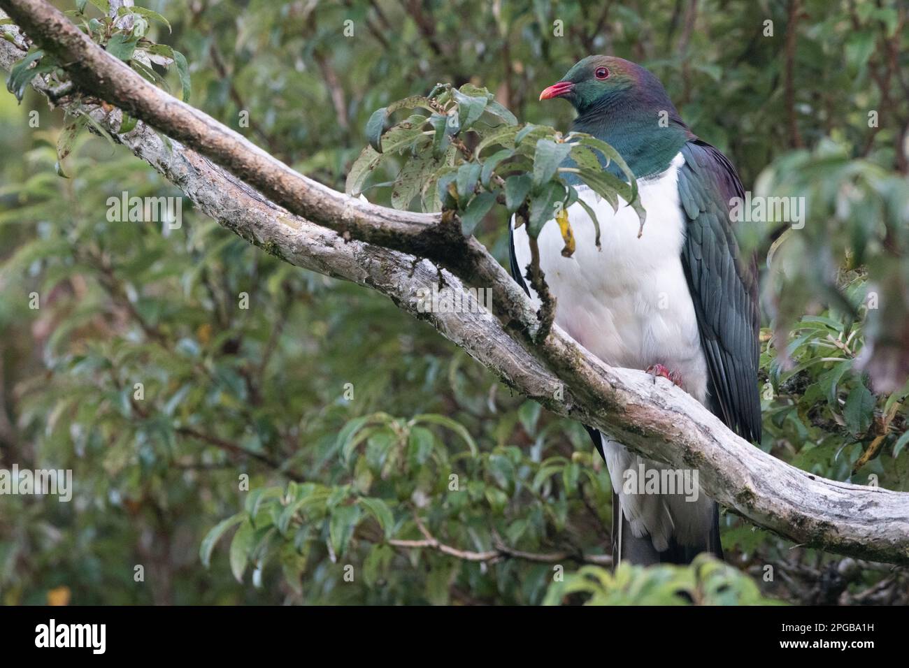 Photos Of New Zealand Kereru at Toby Bladen blog