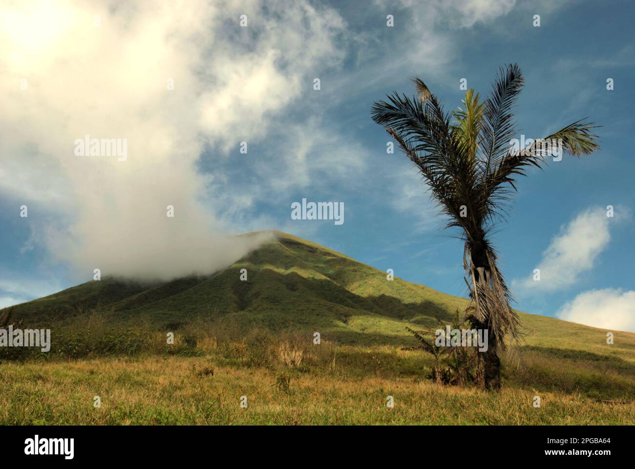 View of Mount Lokon with a sugar palm tree (Arenga pinnata), which is ...