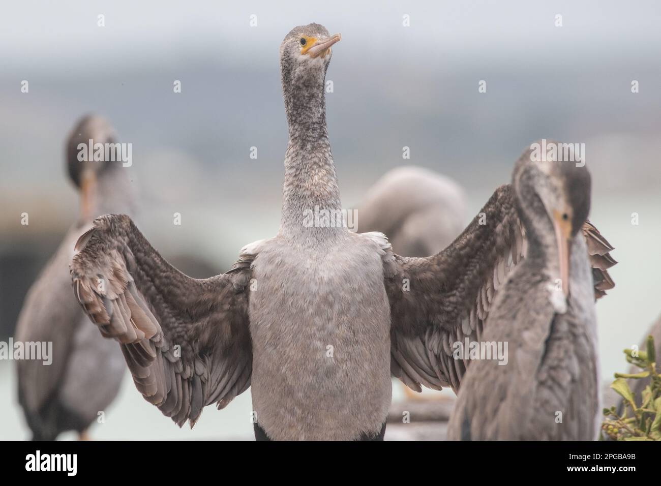 The nesting colony of shags at Sumpter wharf in Oamaru harbor in the ...