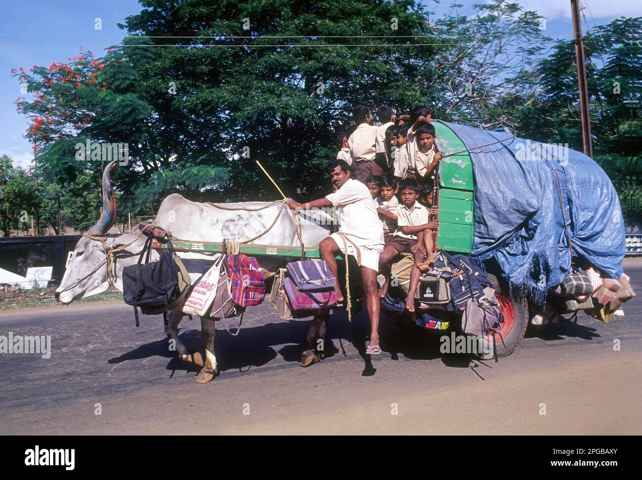 Children going to school in a bullock cart at Coimbatore, Tamil Nadu ...