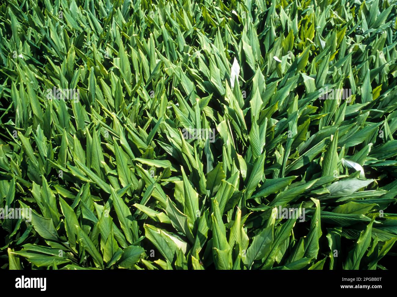 Turmeric (Curcuma longa) plant in field Tamil Nadu, South India, India ...