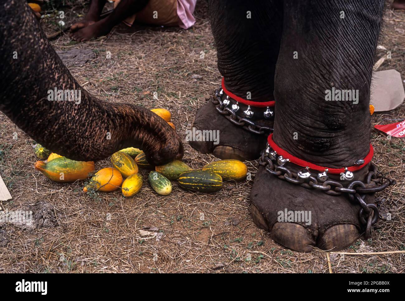 Temple elephant eating cucumber, Kerala, South India, India, Asia Stock ...