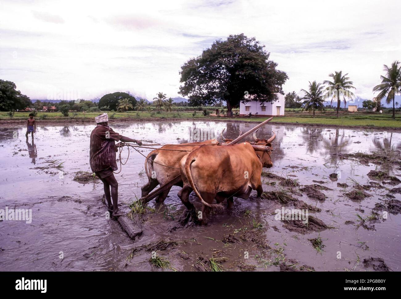 Man ploughing levelling a rice field with two bullocks at Coimbatore ...