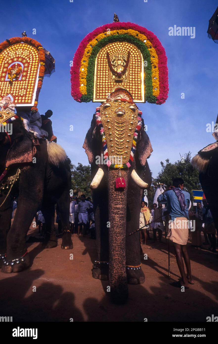 Decorated Kerala Elephants