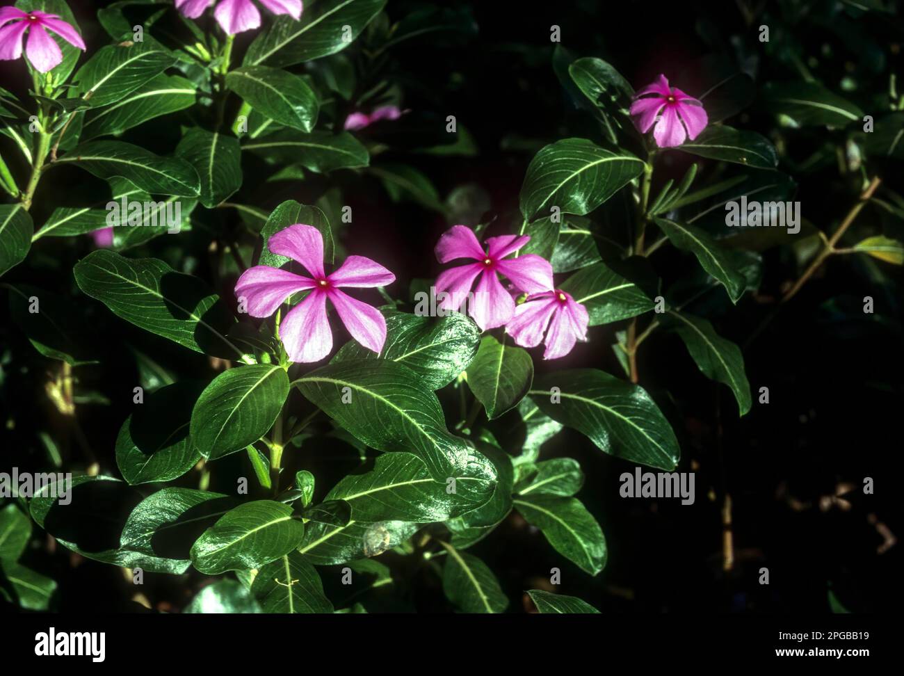 Graveyard plant sadabahar (Madagascar periwinkle) (Catharanthus roseus ...
