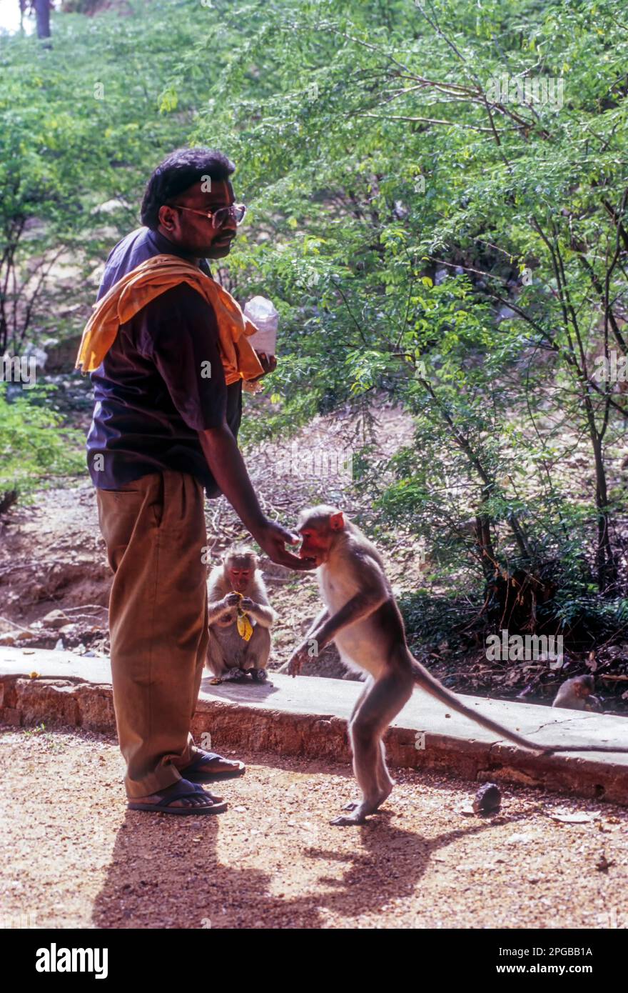 Wild monkeys Bonnet Macaque (Macaca radiata) being fed at ...