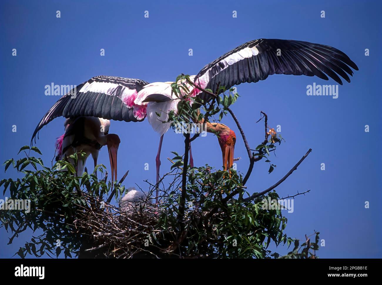Painted stork (Mycteria leucocephala) shading the chick on nest in ...