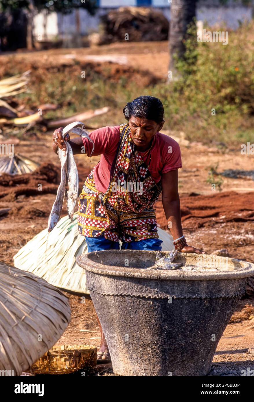 Indian drying fish india hi-res stock photography and images - Alamy