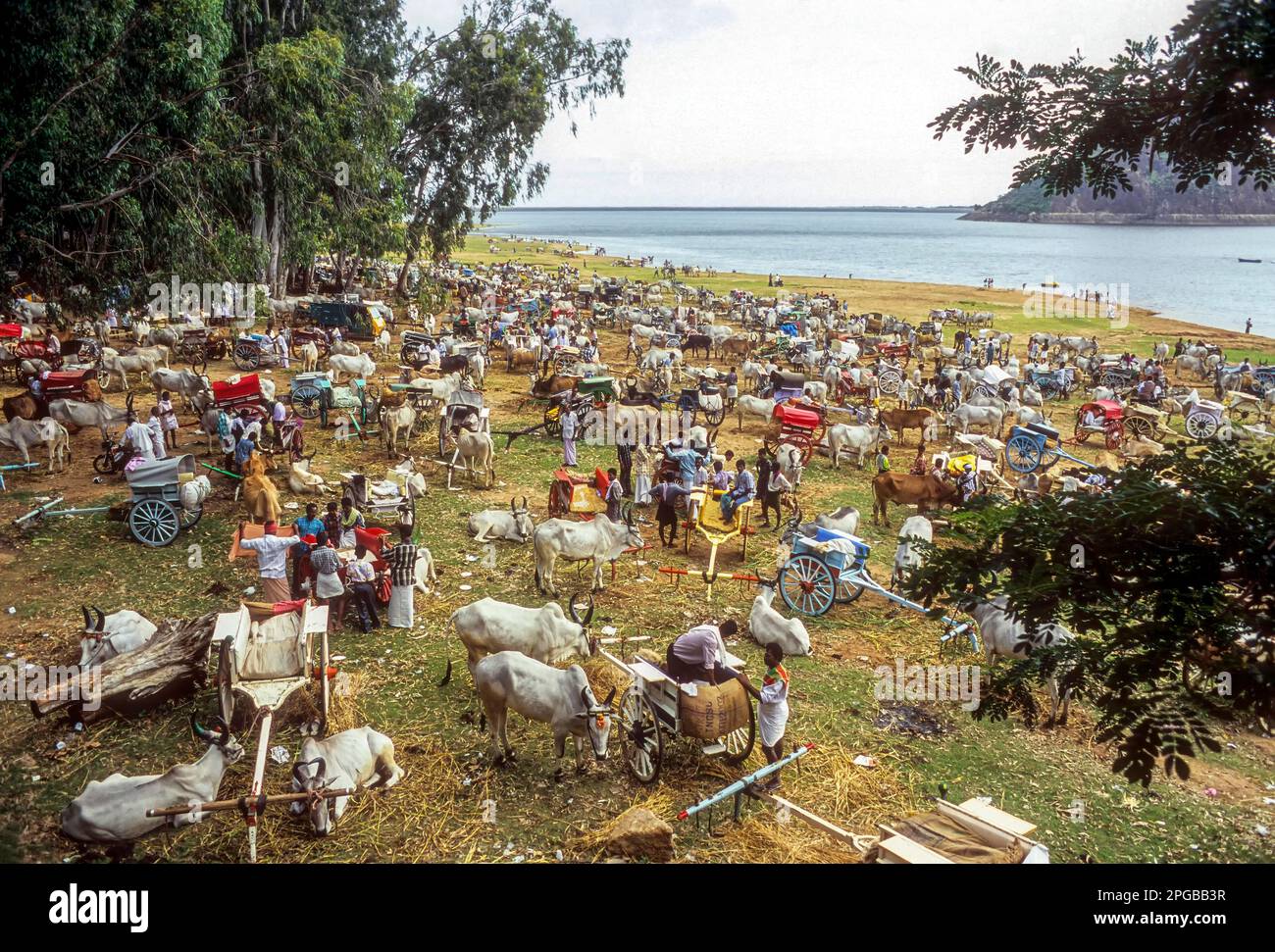 Gathering of Bullock carts during Aadi Amavasai festival at ...