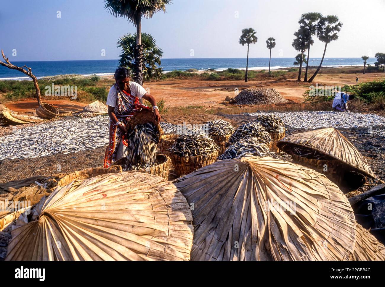 Indian drying fish india hi-res stock photography and images - Alamy