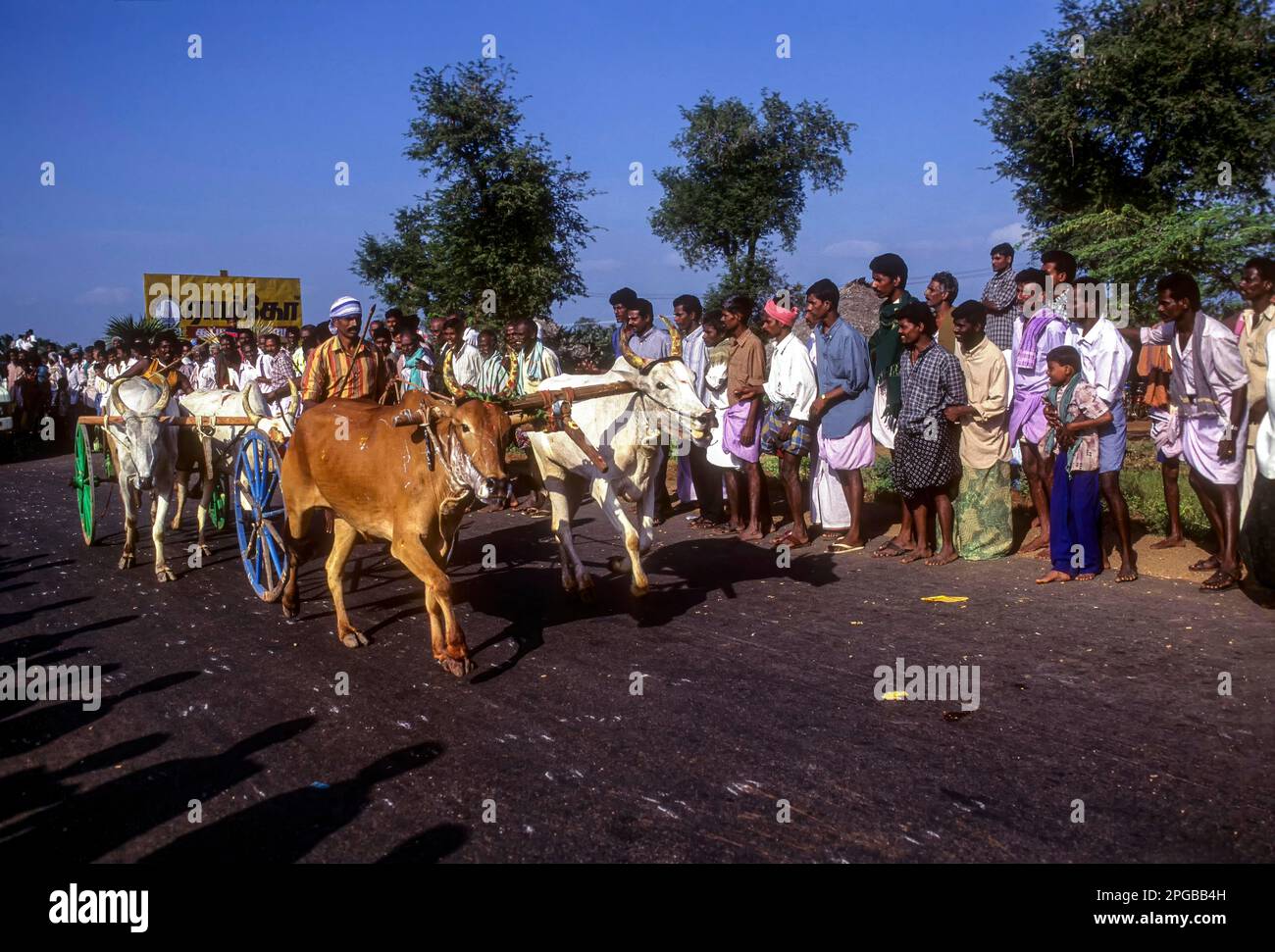 Bullock cart Rekla race in Madurai, Tamil Nadu, South India, India ...