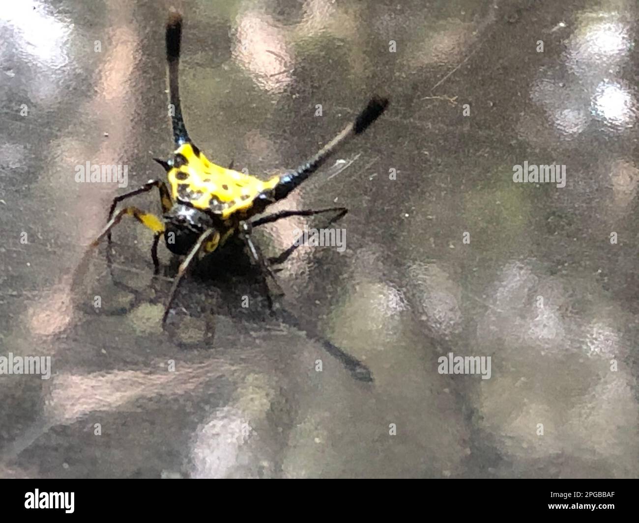 Sri Lankan Butterflies and Dragonflies in the Wild Stock Photo - Alamy