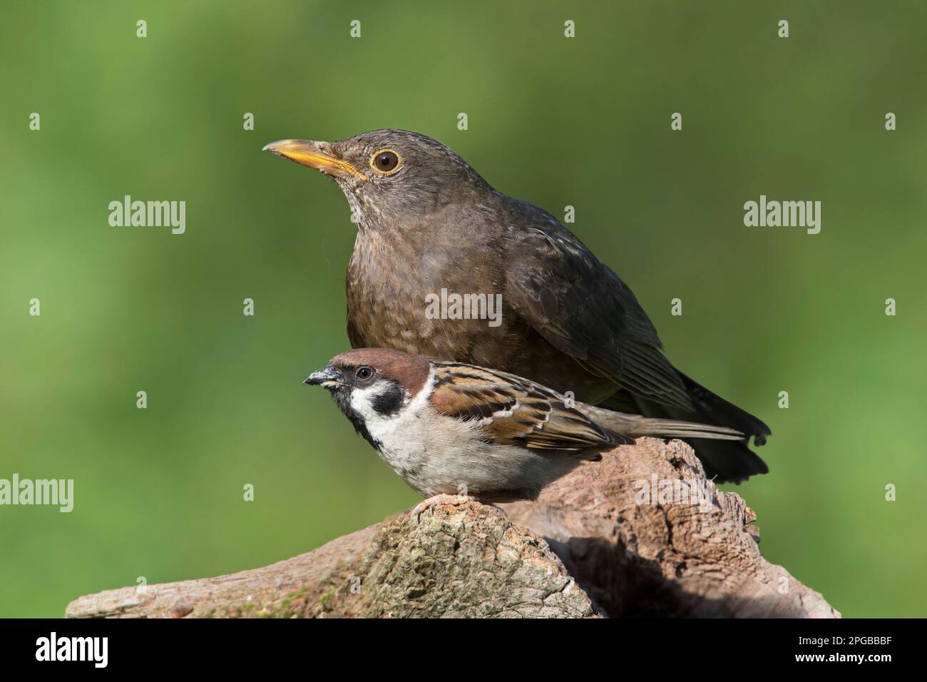 Female Blackbird (Turdus merula) and Eurasian tree sparrow (Passer ...