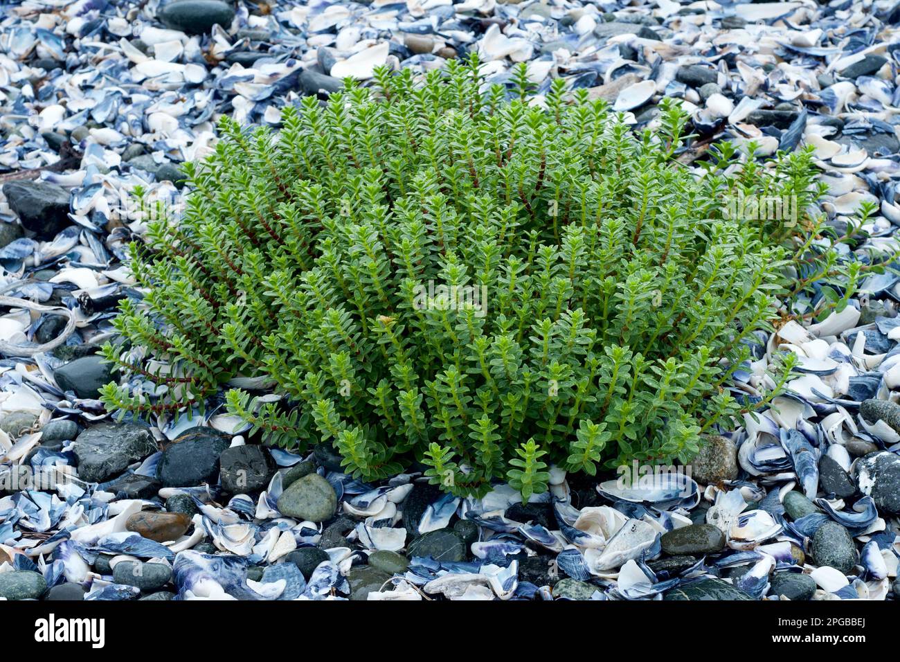 Sea beach sandwort hi-res stock photography and images - Alamy