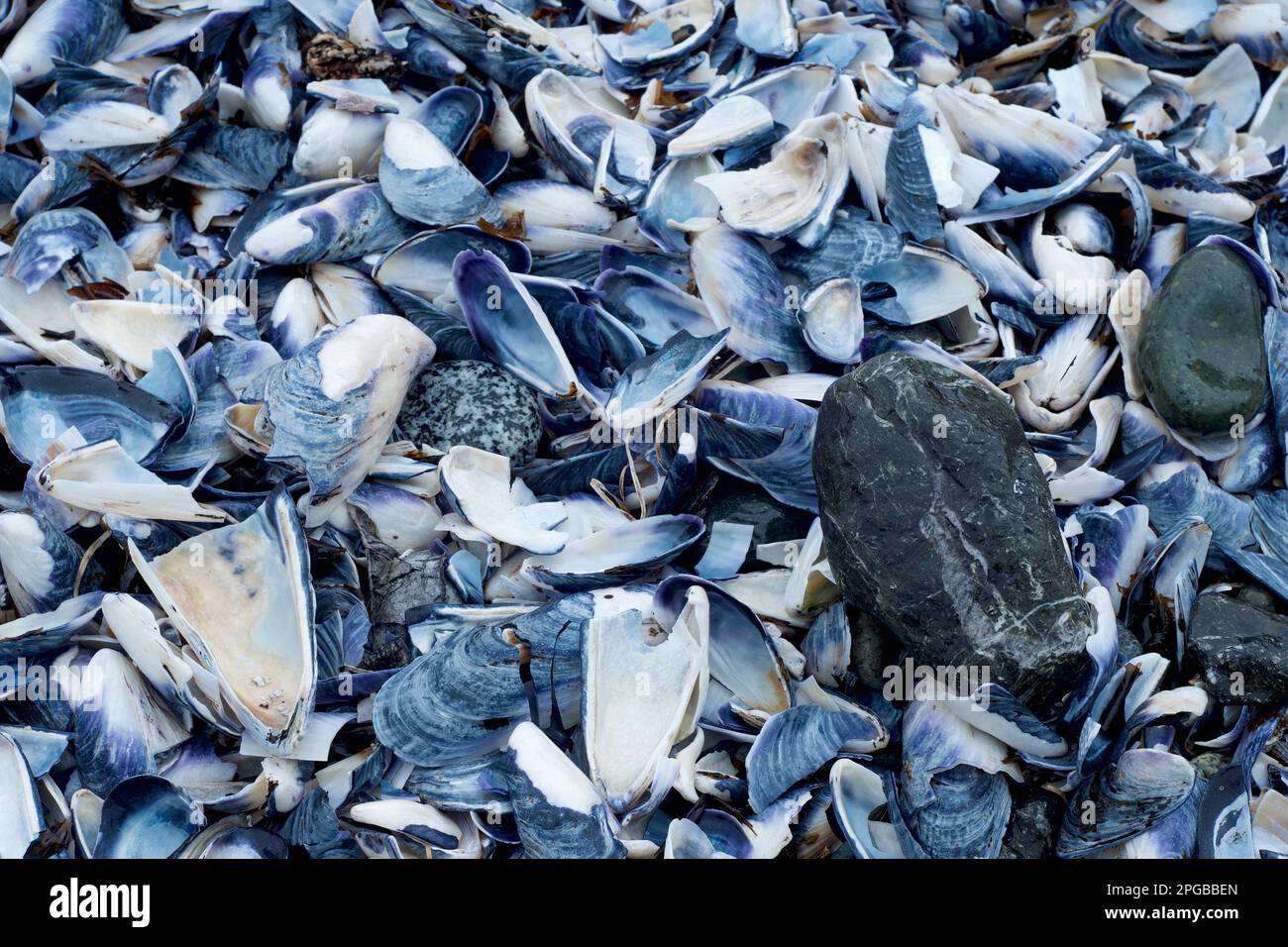 Carpet of shells hi-res stock photography and images - Alamy