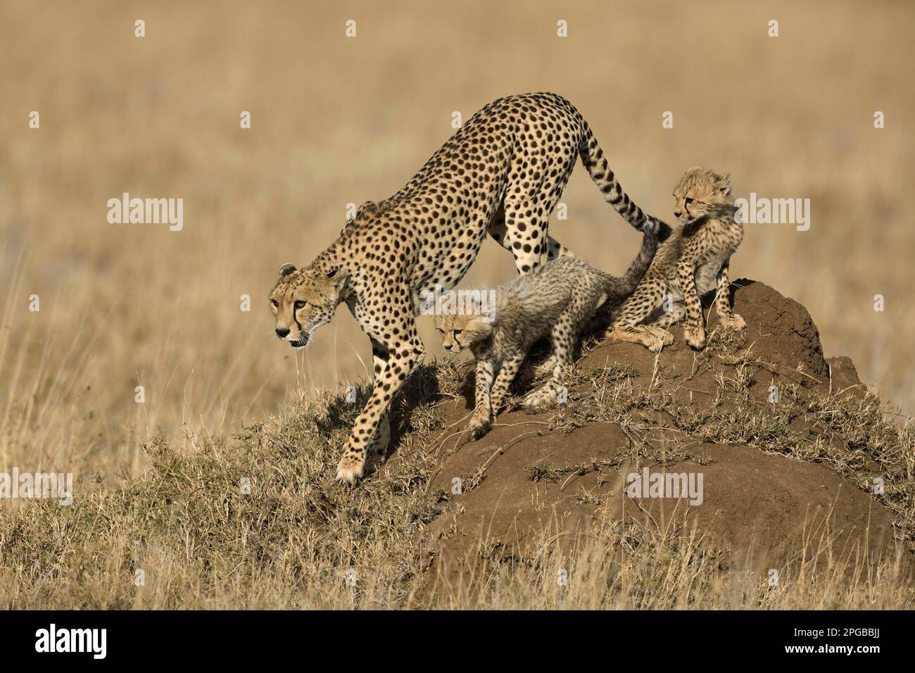 Cheetah (Acinonyx jubatus), female cheetah with two cubs leaving termite mound, savannah ...