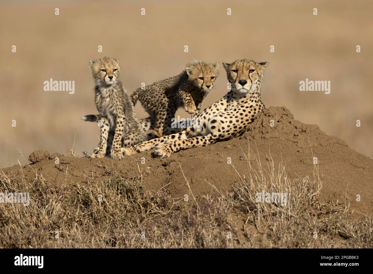 Cheetah (Acinonyx jubatus), female cheetah with two cubs resting on termite mound, savannah ...
