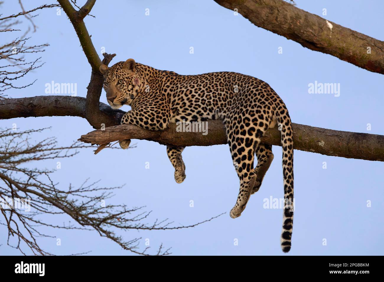 Leopard (Panthera pardus), male adult, lying attentively on the branch ...