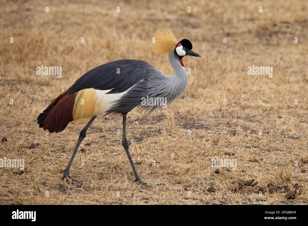 Grey-necked Crowned Crane (Balearica regulorum), UNESCO protected area ...