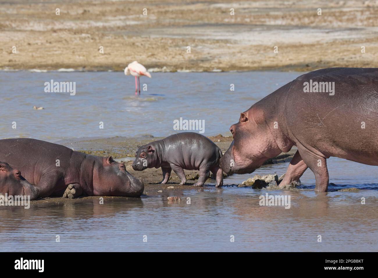 Hippos (Hippopotamus amphibius), hippopotamus, group, mother in shallow water pushing calf onto ...