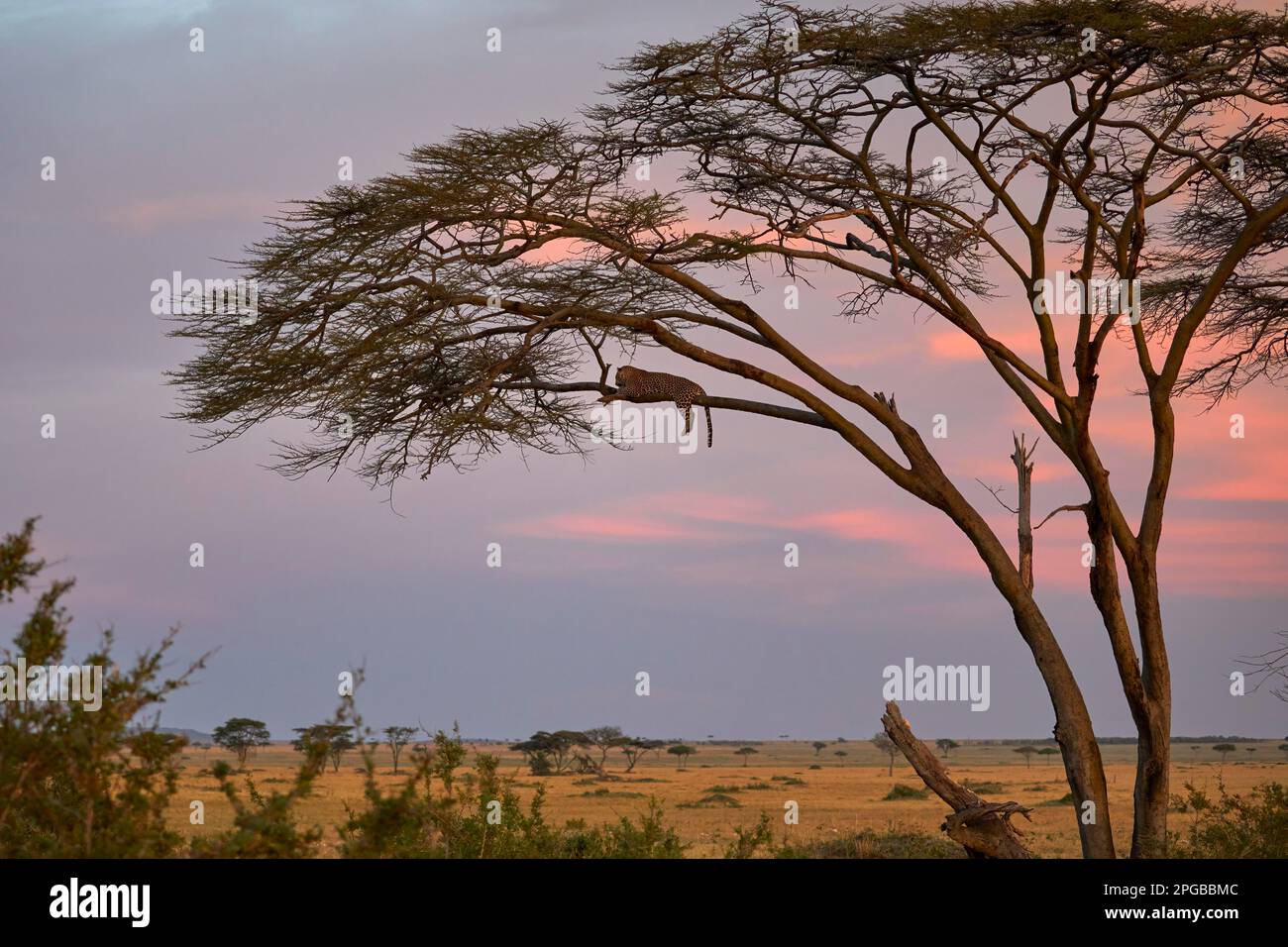 Leopard (Panthera pardus) lying on the branch of an acacia tree, evening mood, Serengeti ...