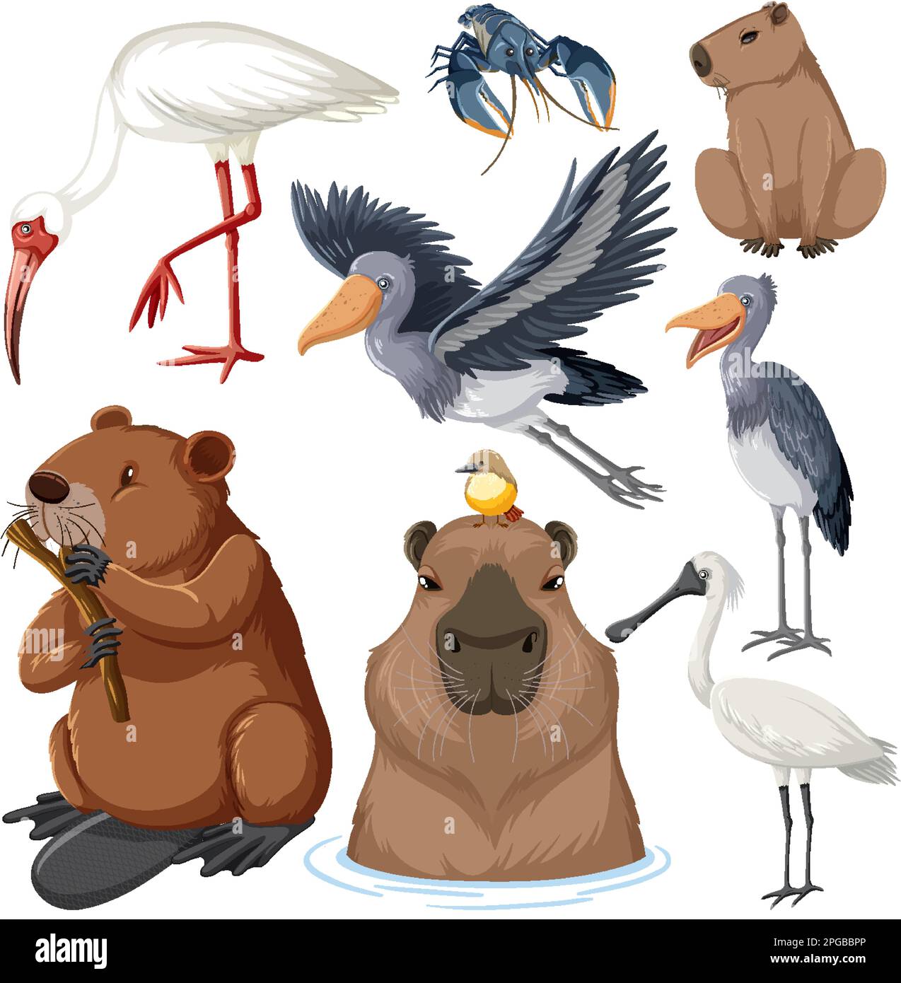 Various Wetland Animals Collection illustration Stock Vector Image ...