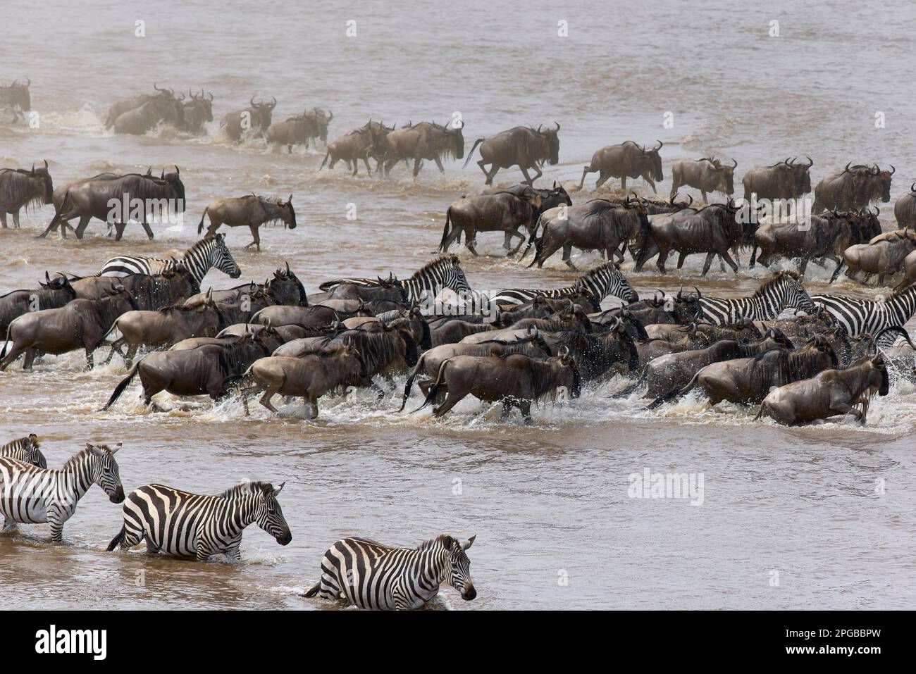 White-bearded wildebeest (Connochaetes taurinus) and zebras (Equus ...