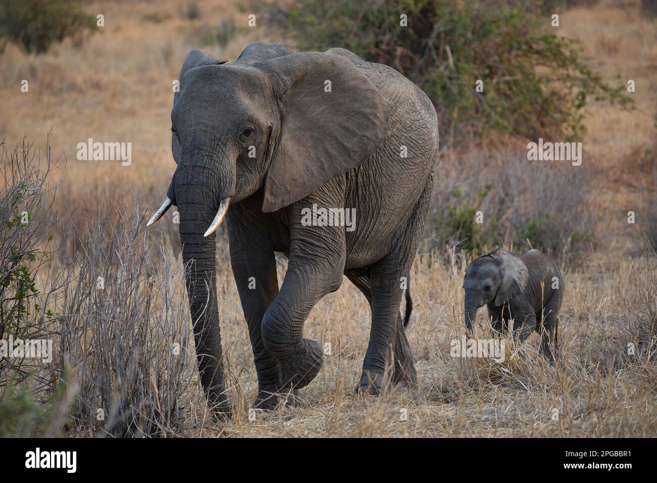 African elephants (Loxodonta africana), adult elephant cow with calf in ...