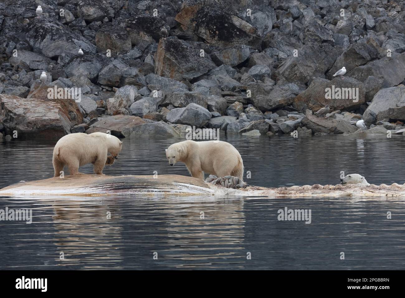 Polar bears (Ursus maritimus), feeding on the carcass of a fin whales ...