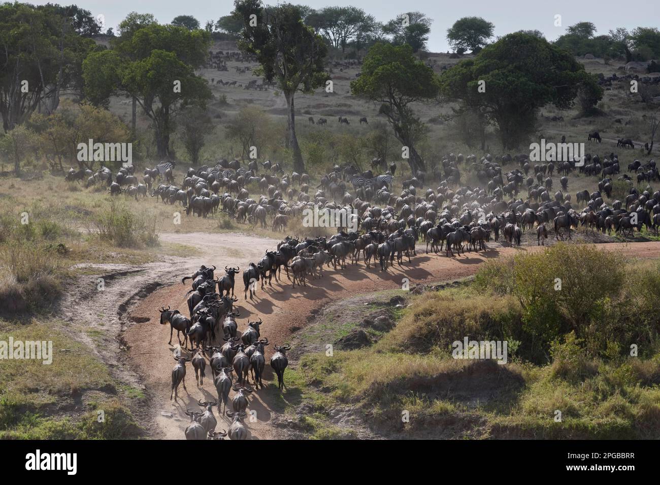 White-bearded wildebeest (Connochaetes taurinus), herd of animals ... White-bearded wildebeest (Connochaetes taurinus), herd of animals ...