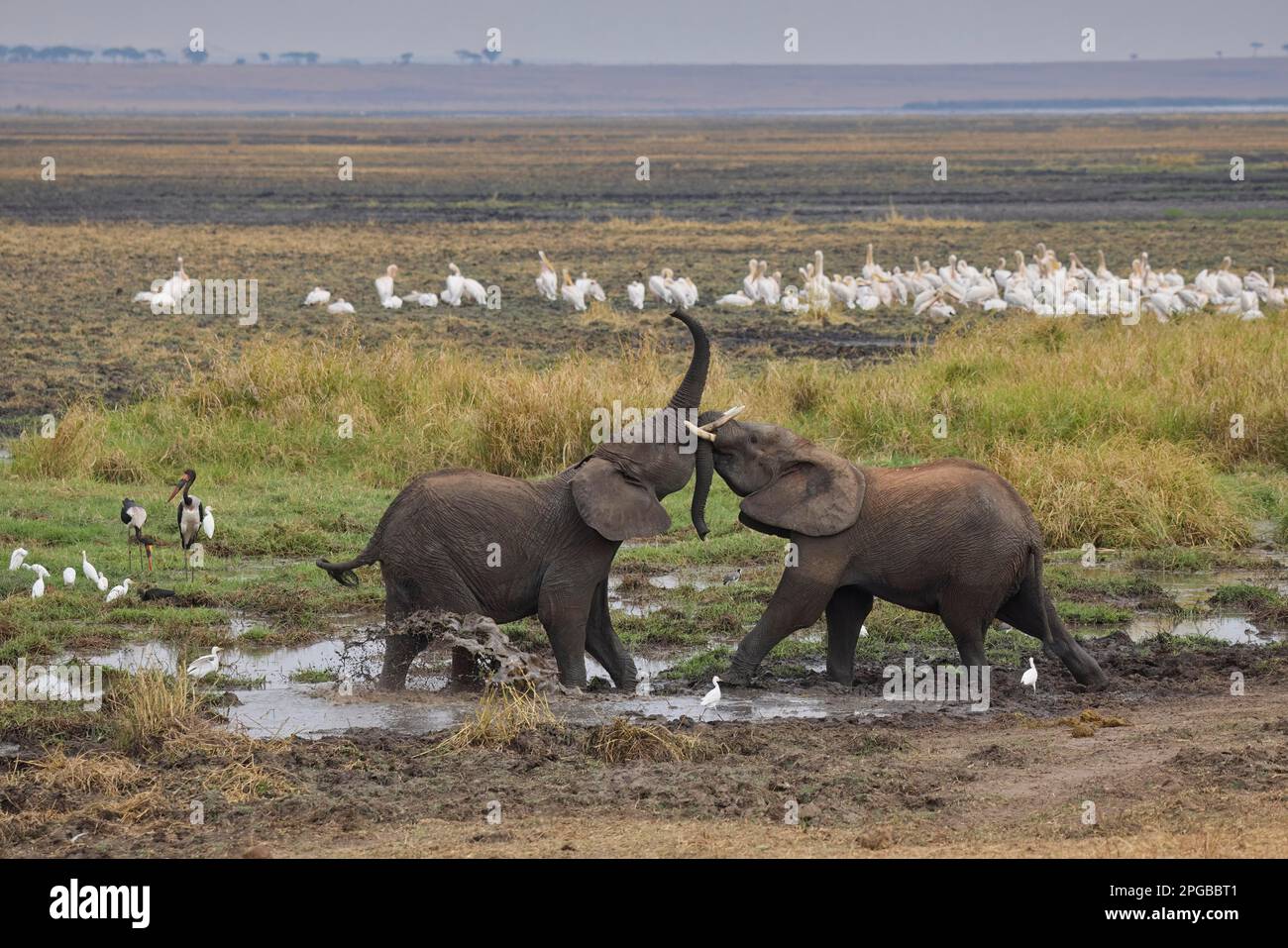 African elephants (Loxodonta africana), two young bulls fighting ...
