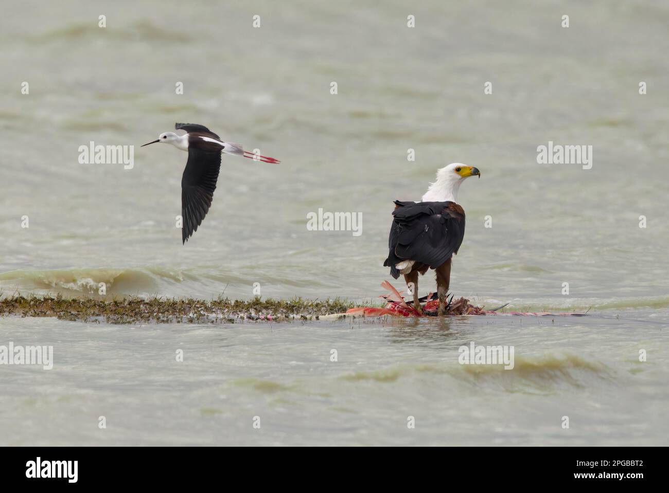 African fish eagle feeding on hi-res stock photography and images - Alamy