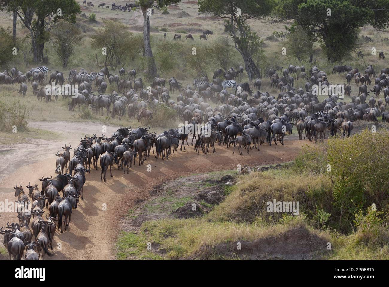 White-bearded wildebeest (Connochaetes taurinus), herd of animals ...